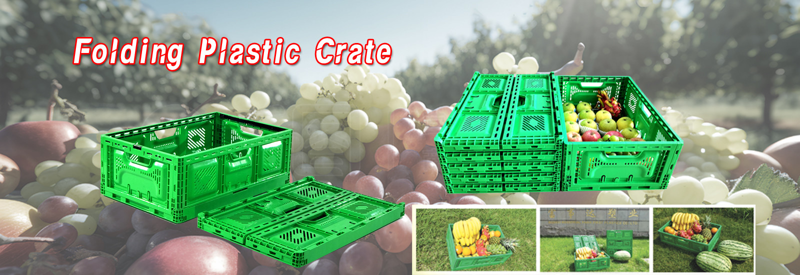 Quality Mesh Foldable Crate & Solid Foldable Crate factory from China